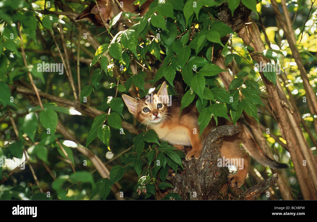 Abyssinian cat. Kitten climbing in a tree Stock Photo - Alamy