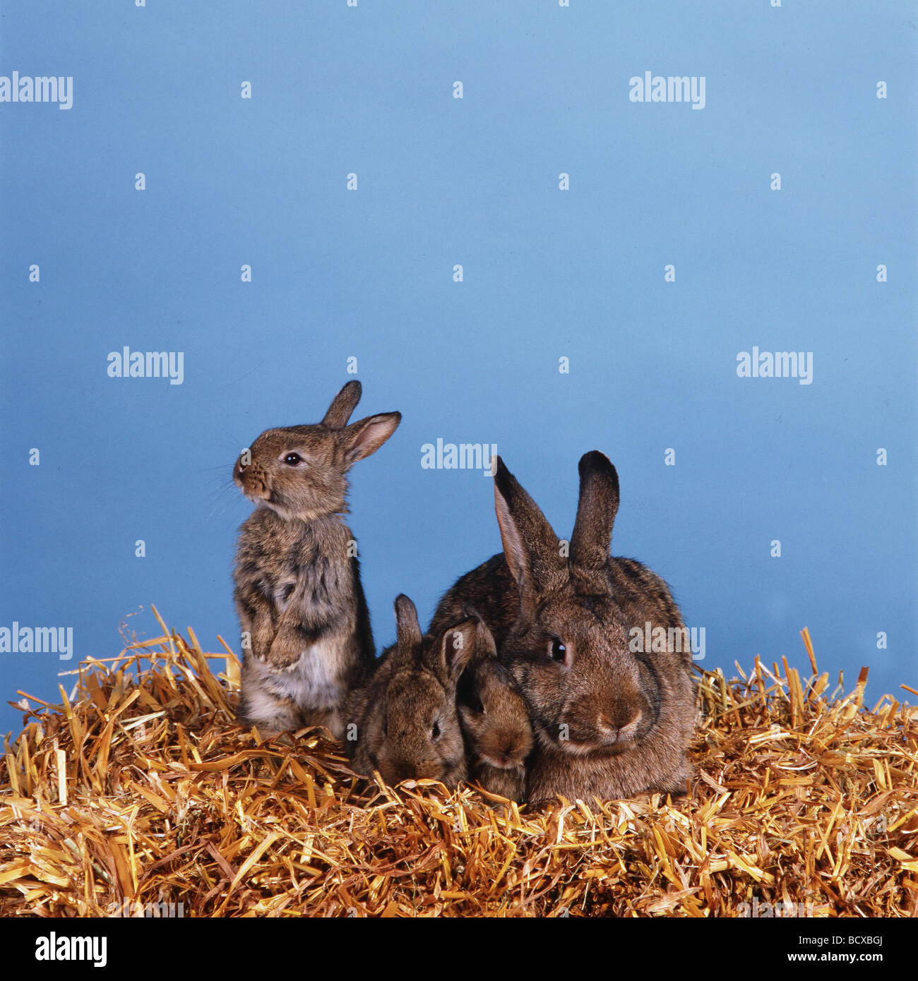 Rabbits stable hi-res stock photography and images - Alamy