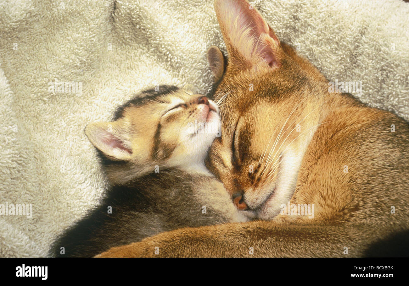 Abyssin hi-res stock photography and images - Alamy