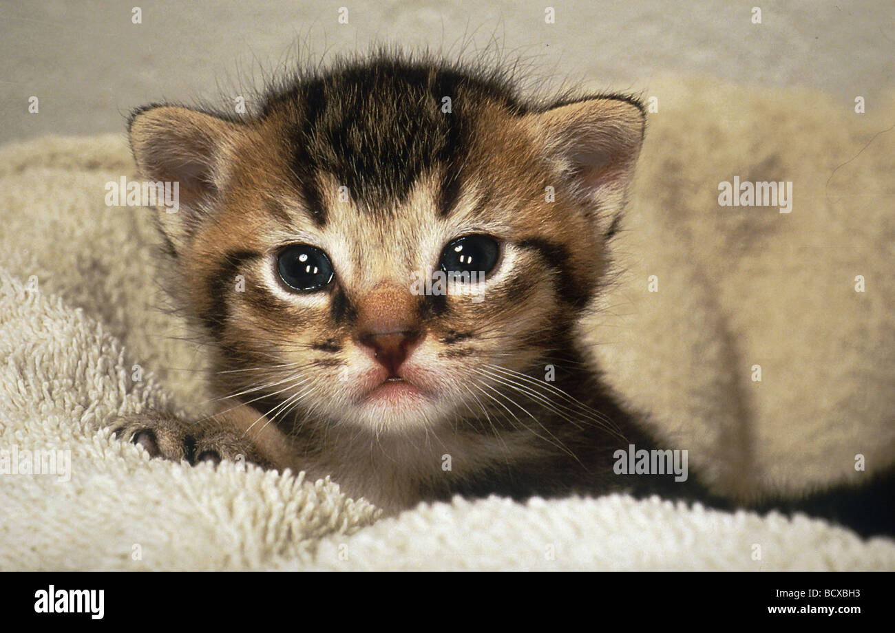 Abyssinian. A kitten (approx. 2 weeks old) looks out of the whelping ...