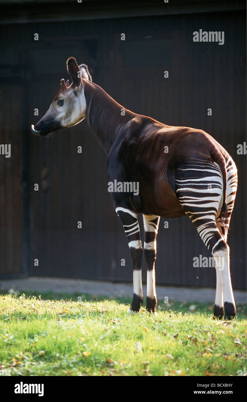 The okapi hi-res stock photography and images - Alamy