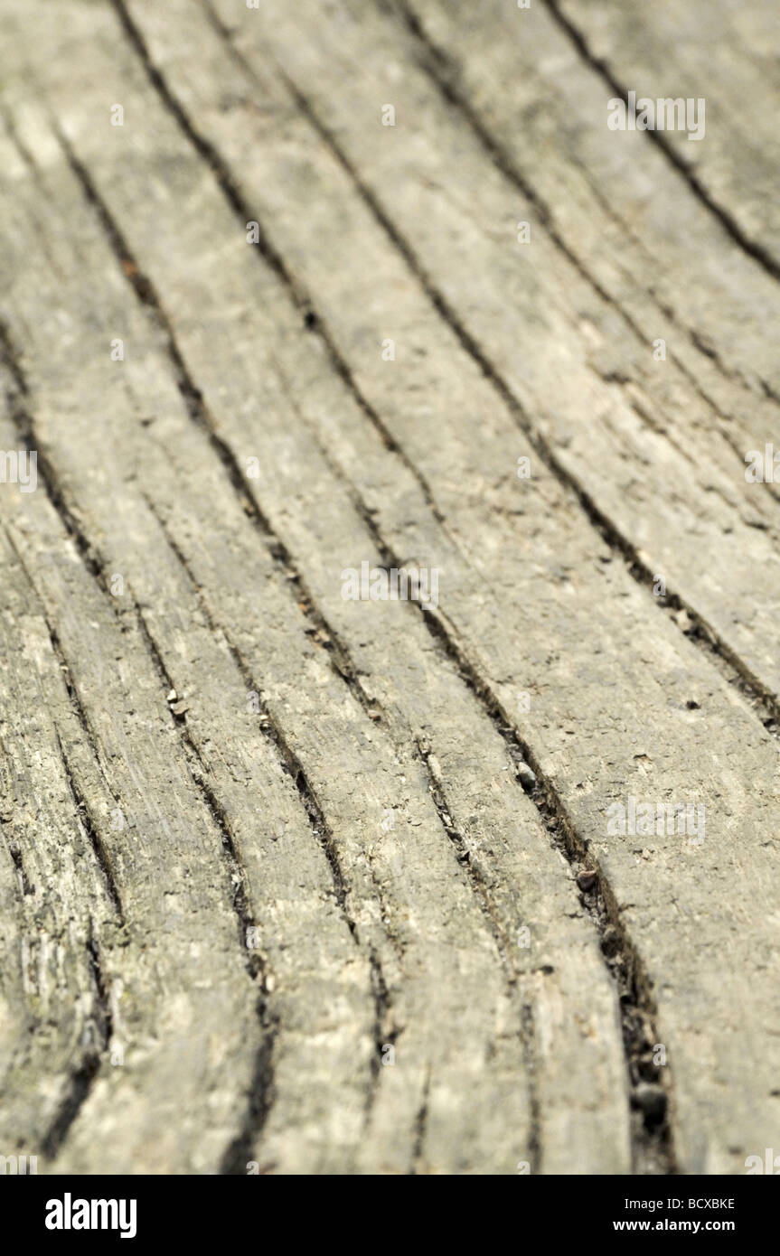 Tree trunk surface details Stock Photo - Alamy