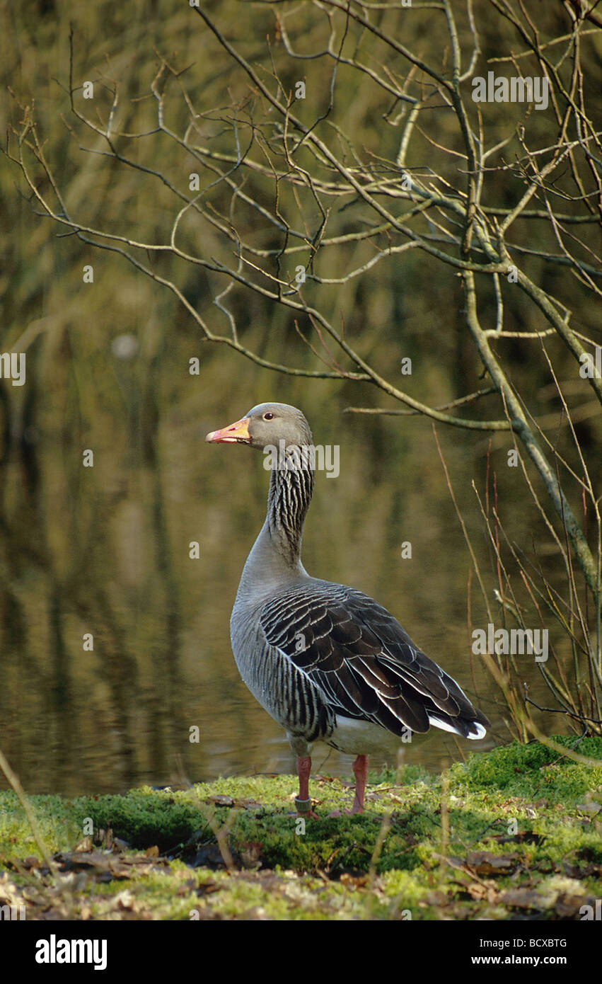 anser anser / greylag goose Stock Photo - Alamy