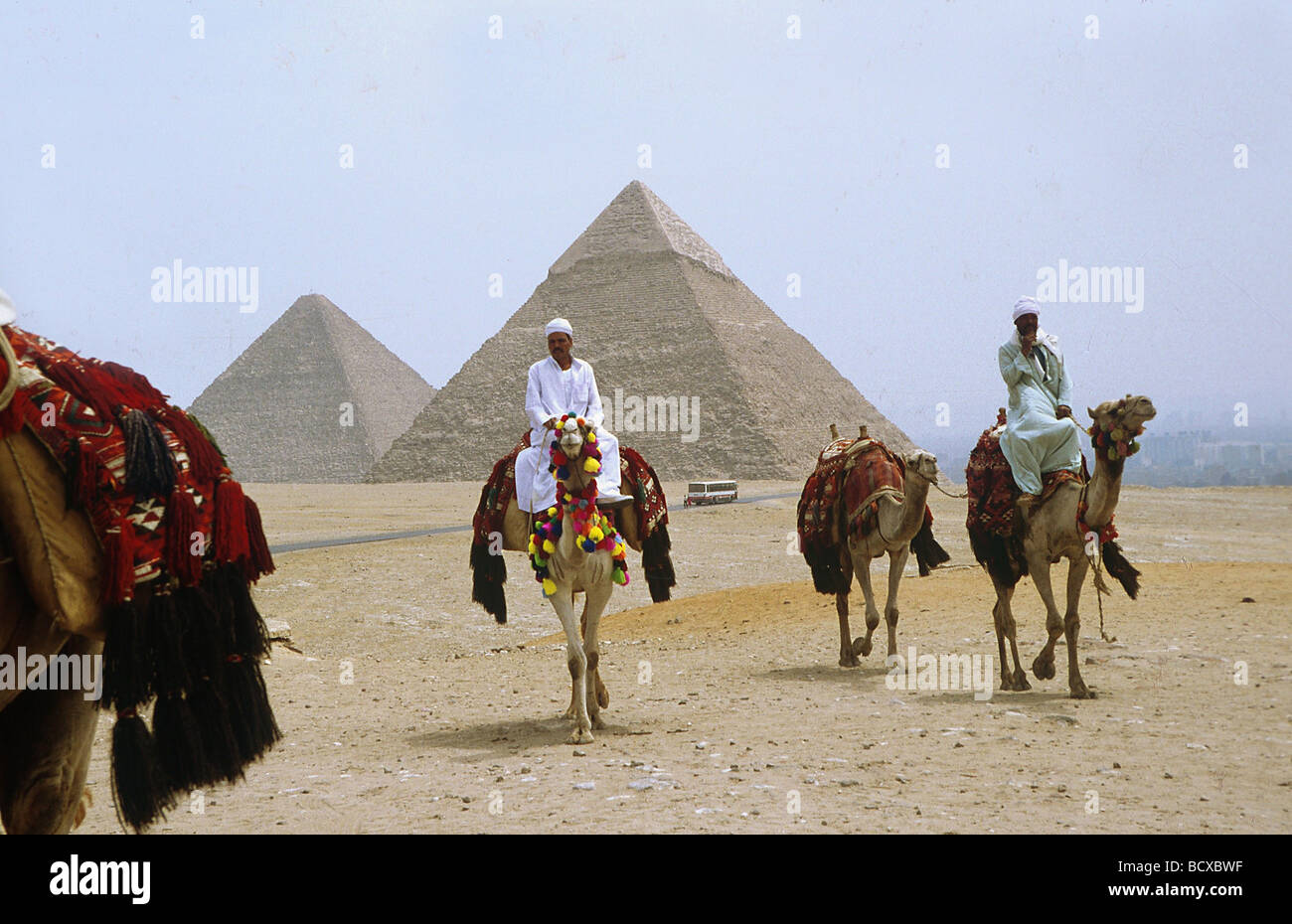 Camel camels hi-res stock photography and images - Alamy