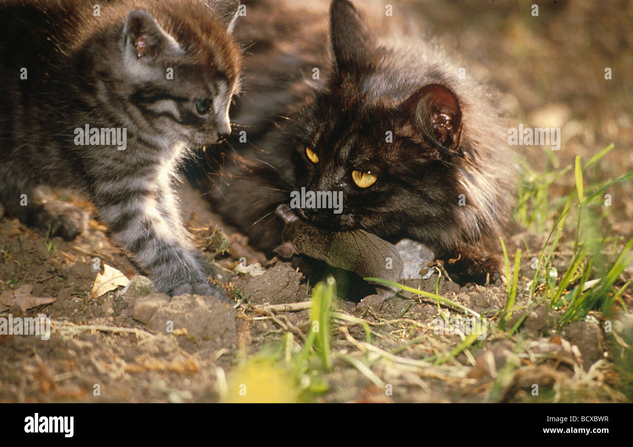 domestic cat, two kitten playing with each other Stock Photo - Alamy