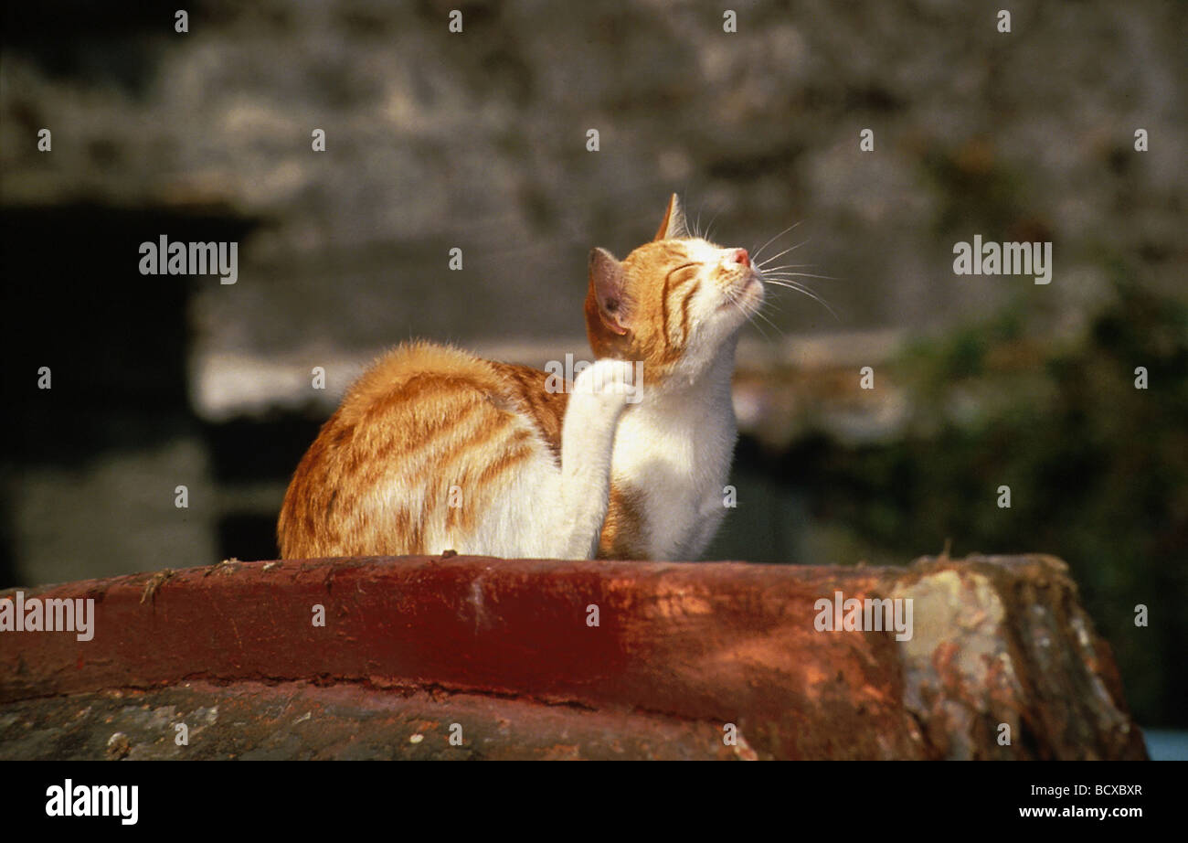 Scratch behind the ear hi-res stock photography and images - Alamy