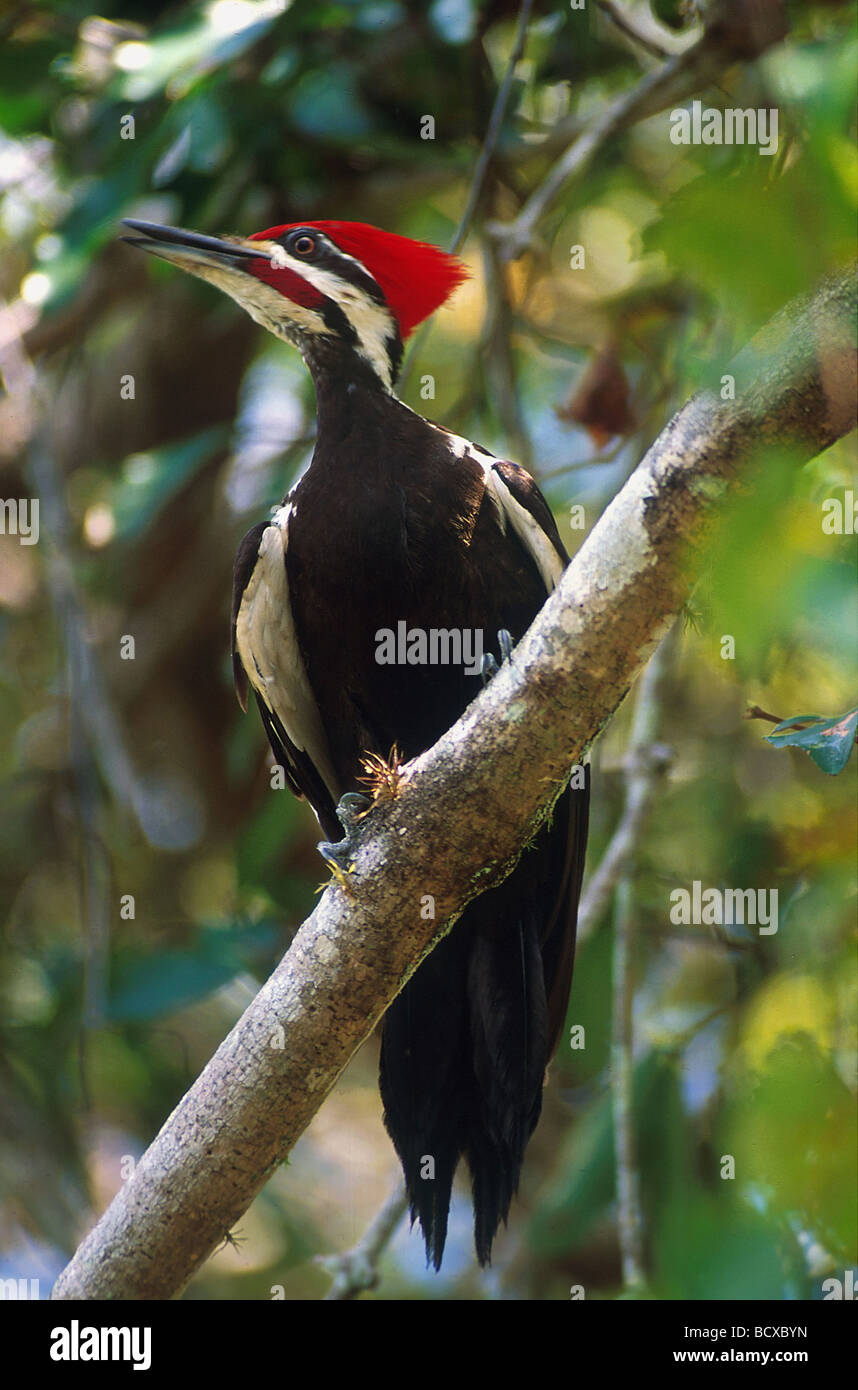Pileated woodpecker picus pileatus hi-res stock photography and images ...