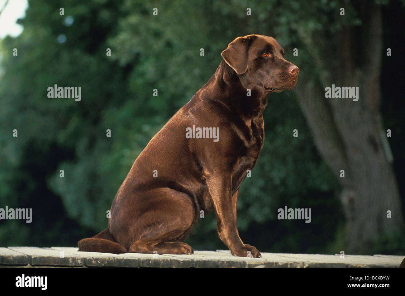 Hounds Labrador High Resolution Stock Photography and Images - Alamy