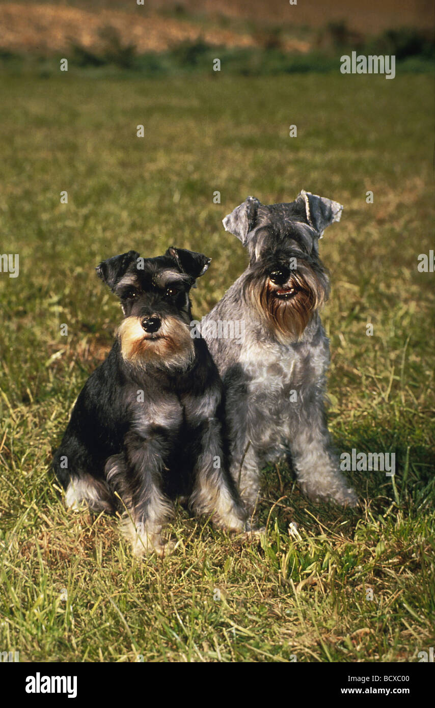Medium schnauzer hi-res stock photography and images - Alamy