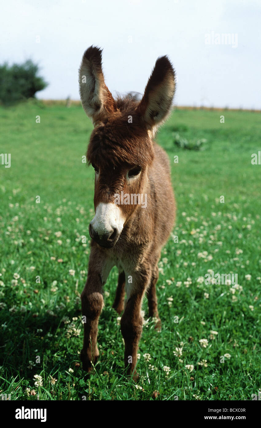 donkey , burro Stock Photo - Alamy