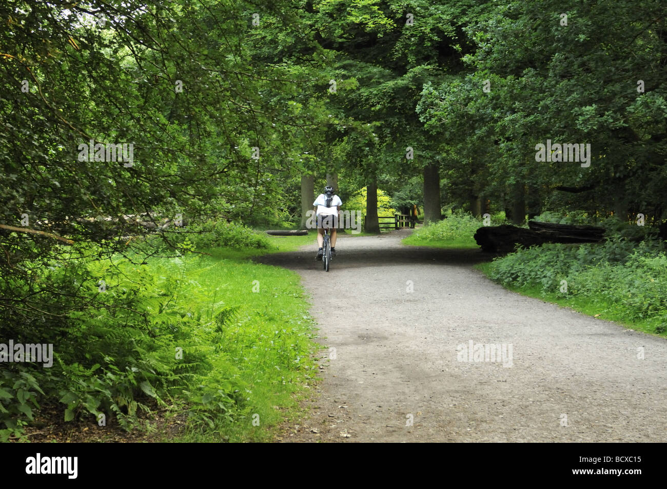 Ashridge Park Woods High Resolution Stock Photography and Images - Alamy