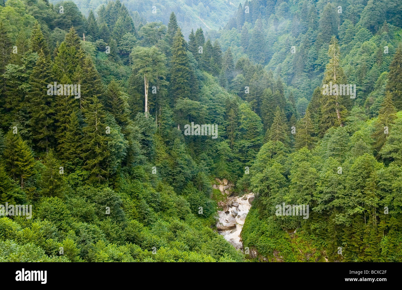 The forest in the Kachkar park in east Turkey Stock Photo - Alamy