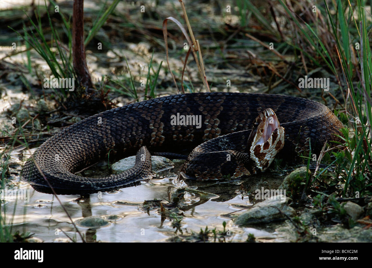 Florida Cottonmouth, Water Moccasin (Agkistrodon piscivorus) in swamp Stock Photo - Alamy
