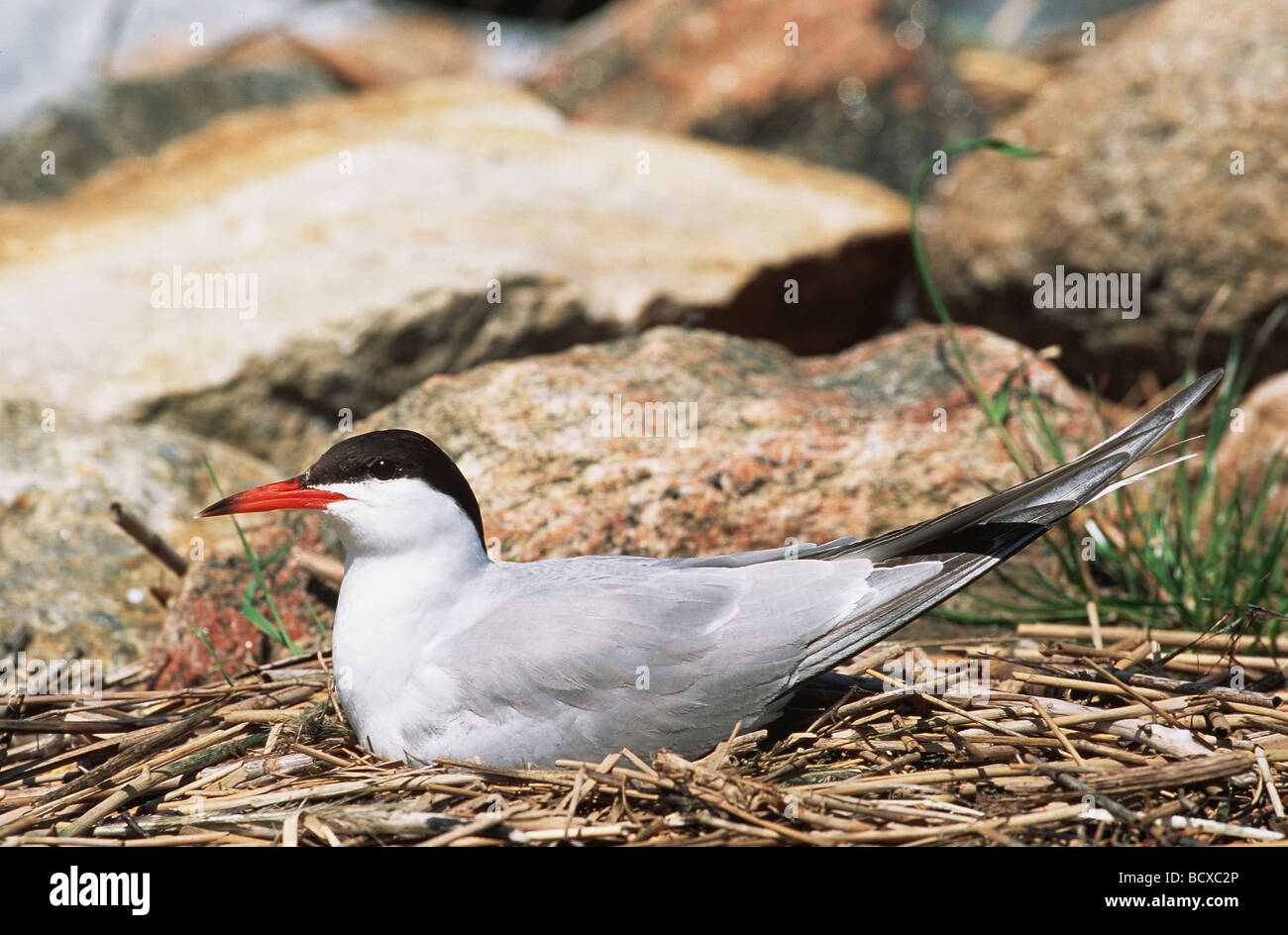 Sterna hirundo / Common tern - breeding Stock Photo - Alamy
