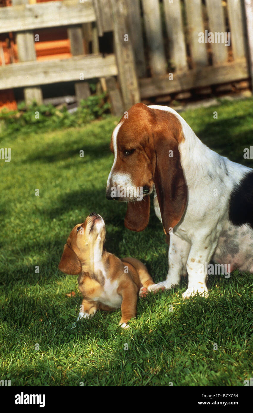 Female basset hound hi-res stock photography and images - Alamy