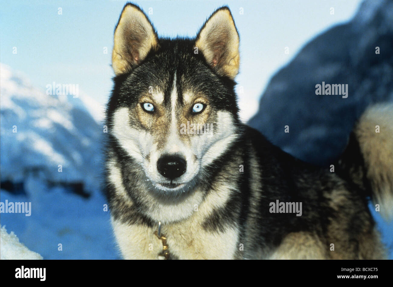 Siberian Husky - portrait Stock Photo - Alamy