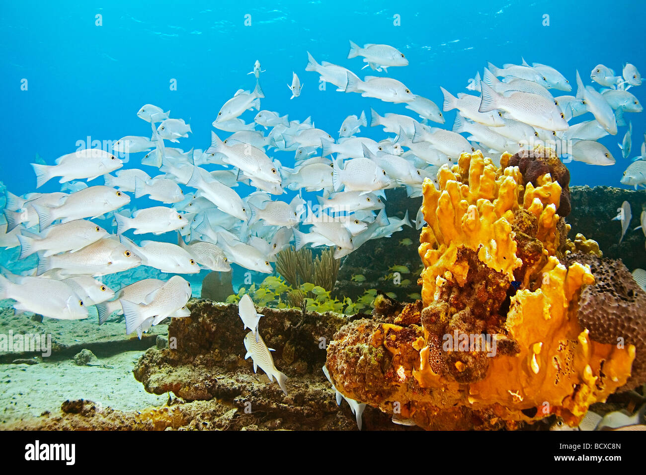 Schooling Gray Snappers over Sugar Wreck Lutjanus griseus West End ...