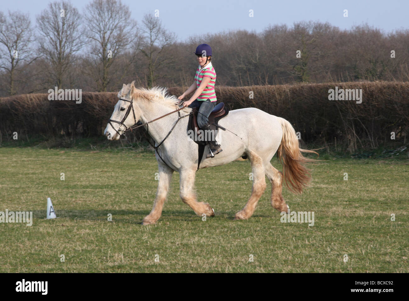 12 year old girl riding a grey Irish Draught horse Stock Photo - Alamy