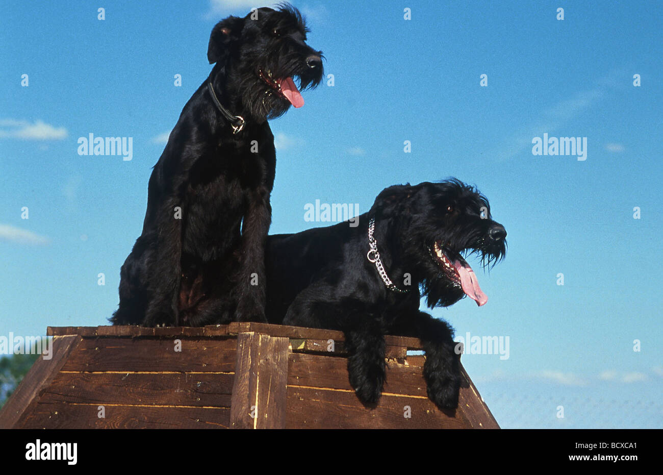 Two dogss hi-res stock photography and images - Alamy