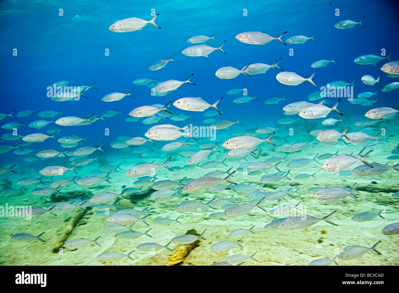 Schooling Gray Snappers over Sugar Wreck Lutjanus griseus West End ...