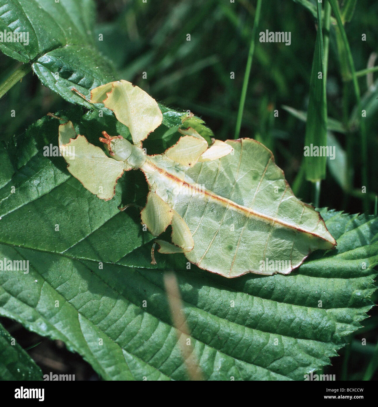 Leaf insect camouflaging hi-res stock photography and images - Alamy