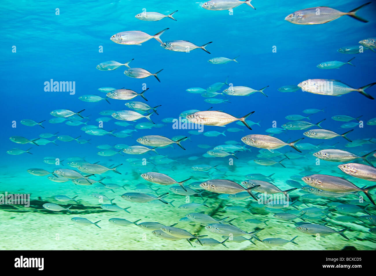 Schooling Gray Snappers over Sugar Wreck Lutjanus griseus West End ...