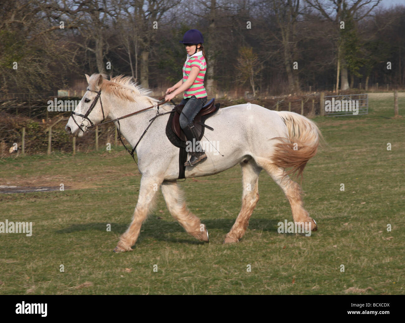 12 year old girl riding a grey Irish Draught horse Stock Photo - Alamy