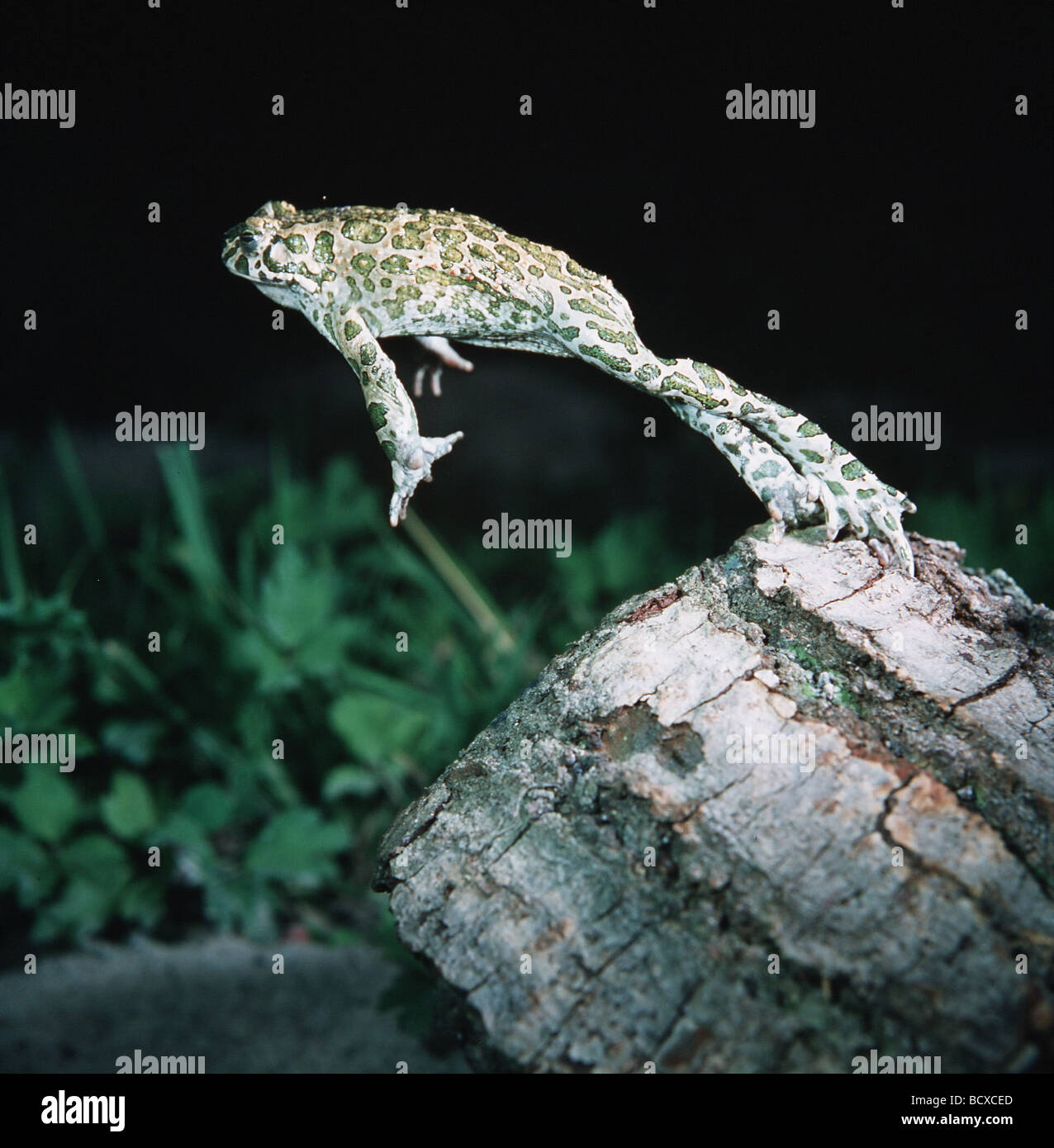 European Green Toad (Bufo viridis), leaping Stock Photo - Alamy
