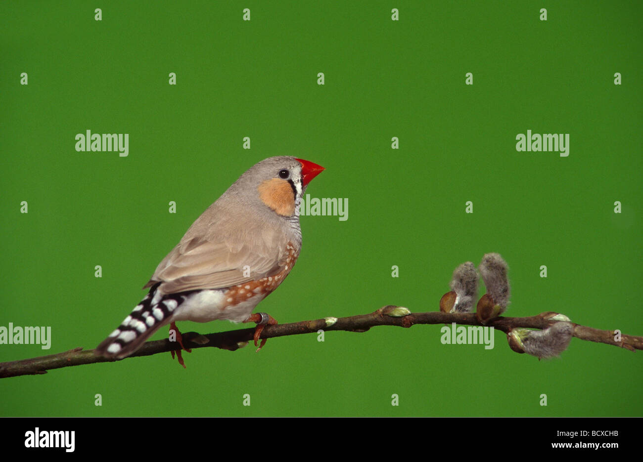 poephila guttata / spotted-sided finch / zebra finch Stock Photo - Alamy