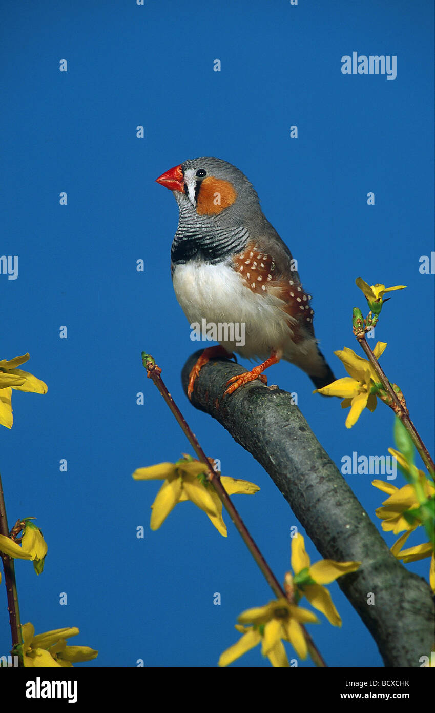 poephila guttata / spotted-sided finch / zebra finch Stock Photo - Alamy