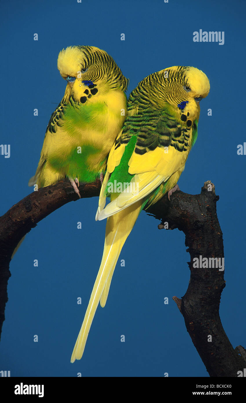 Budgie budgerigar shell grass hi-res stock photography and images - Alamy