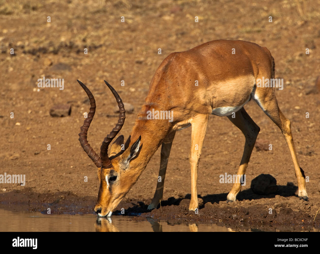 impala ram drinking Stock Photo - Alamy