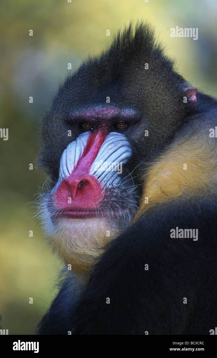 mandrillus sphinx , papio sphinx / mandrill Stock Photo - Alamy