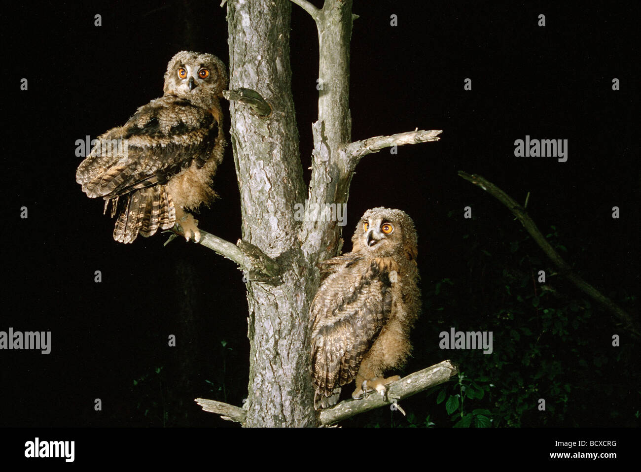 two young eagle owls in tree / bubo bubo Stock Photo - Alamy