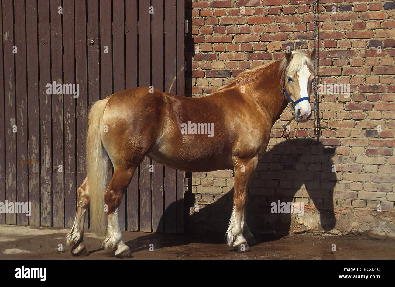 horse beside stable Stock Photo - Alamy