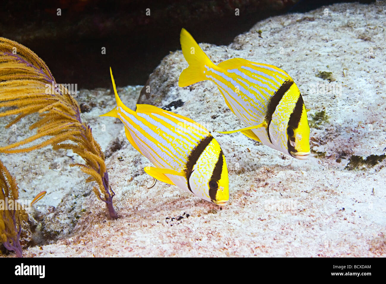 Atlantic porkfish hi-res stock photography and images - Alamy