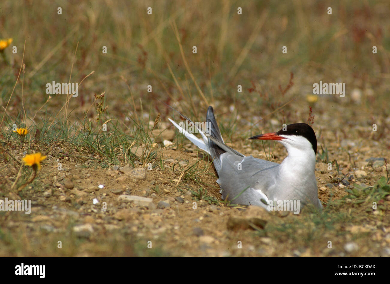 Sterna hirundo / Common tern - breeding Stock Photo - Alamy