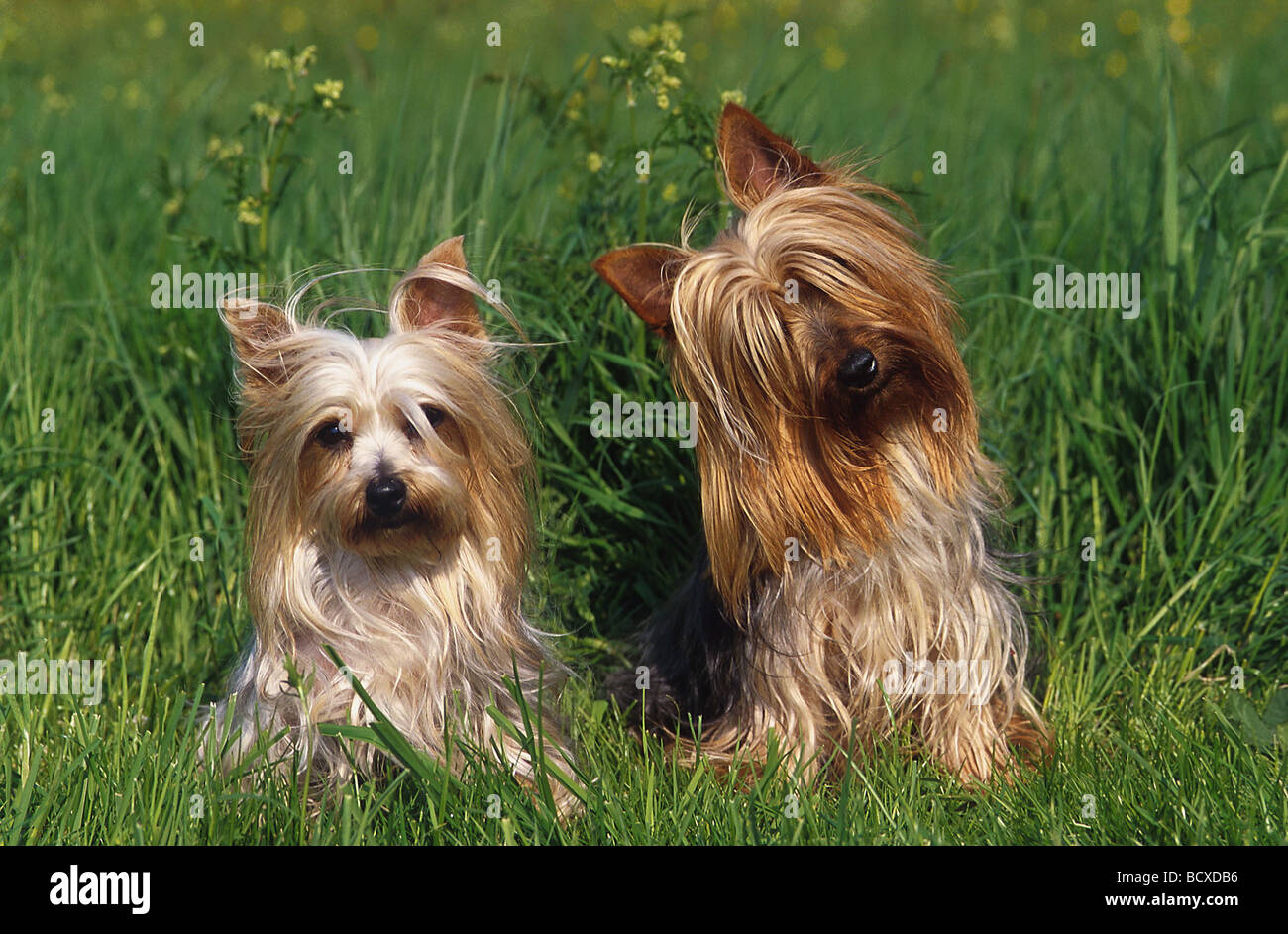 Australian silky terrier hi-res stock photography and images - Alamy