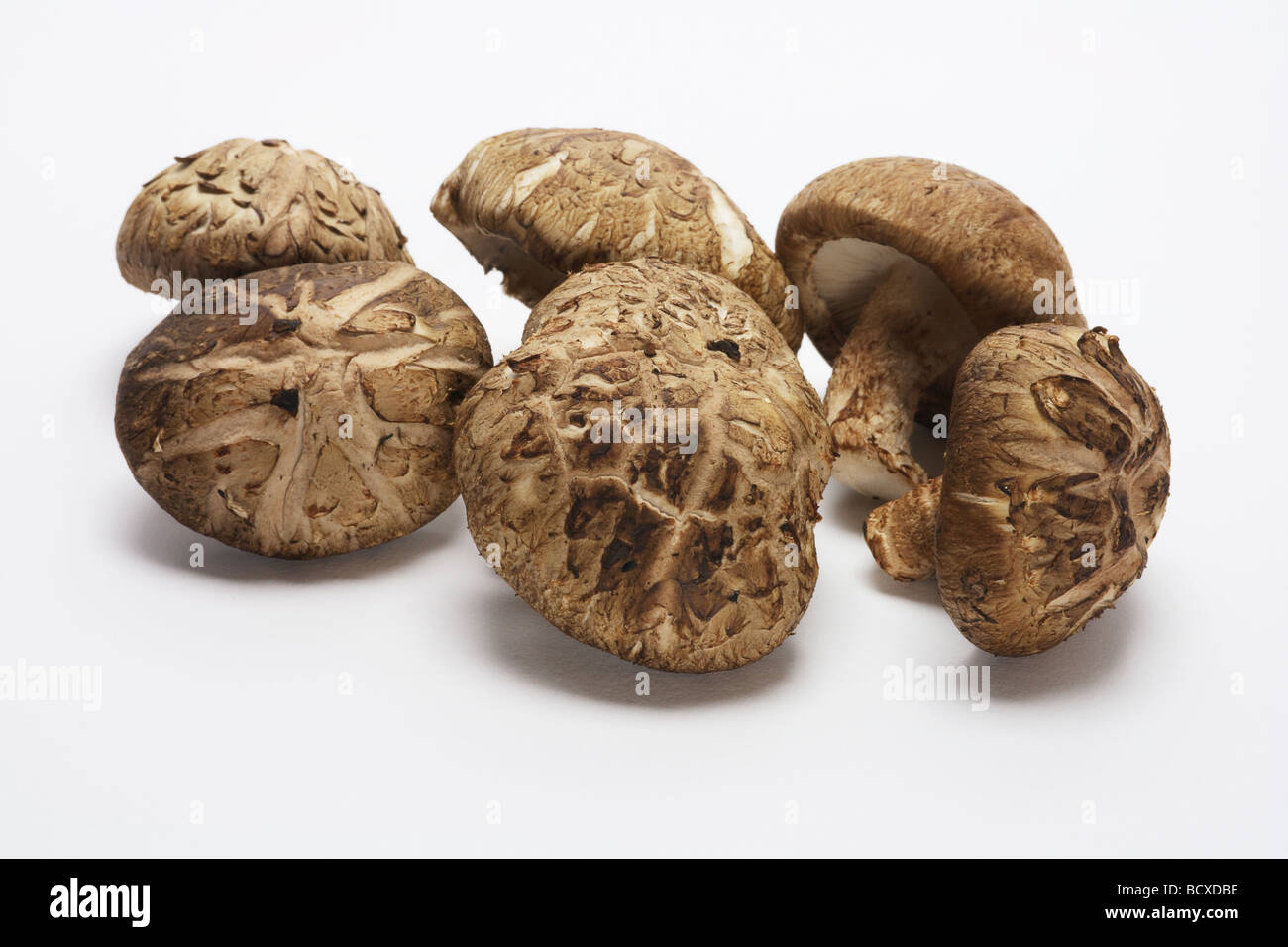 Raw shitake japanese mushrooms hi-res stock photography and images - Alamy