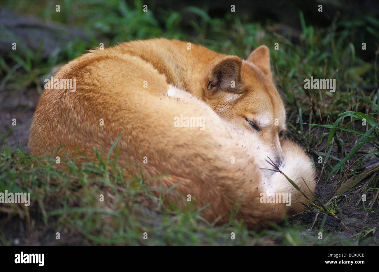 Dingos dingo hi-res stock photography and images - Alamy