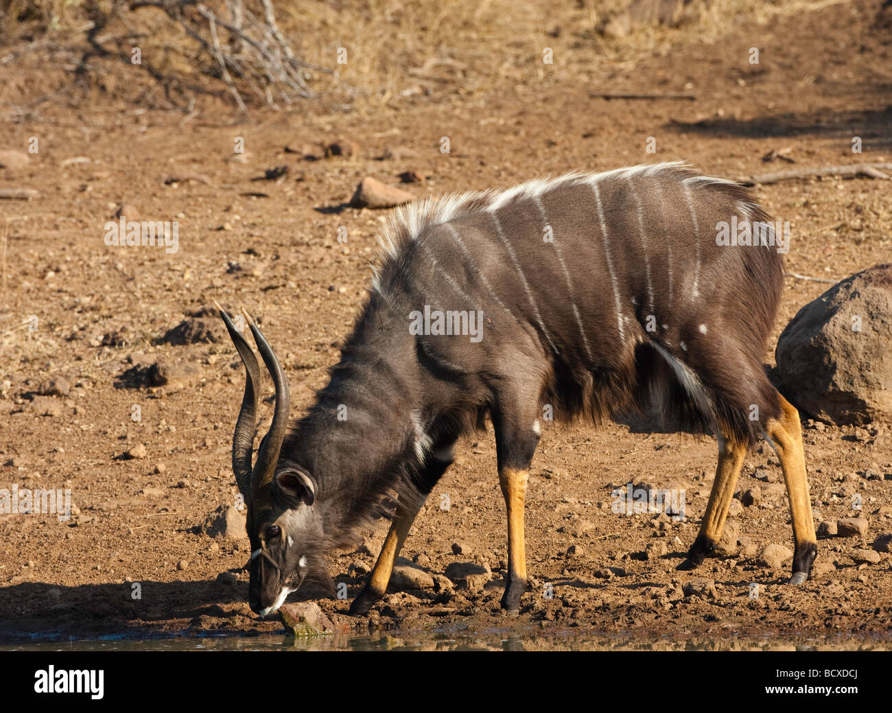 nyala bull drinking Stock Photo - Alamy