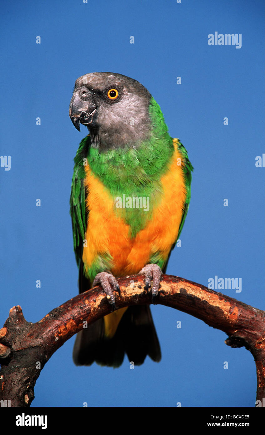 senegal parrot on branch / Poicephalus senegalus Stock Photo - Alamy