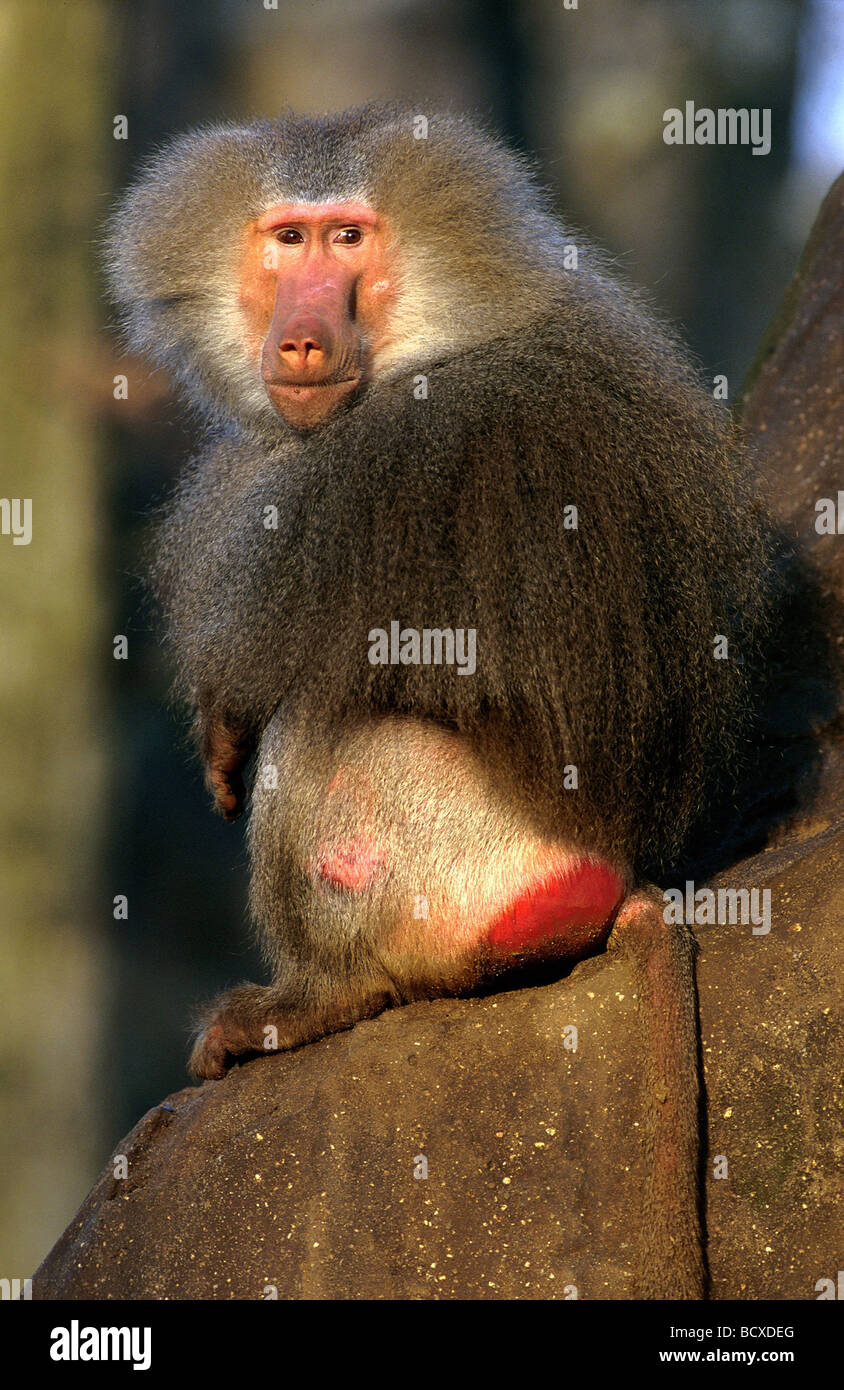 sacred baboon sitting / Papio hamadryas Stock Photo - Alamy