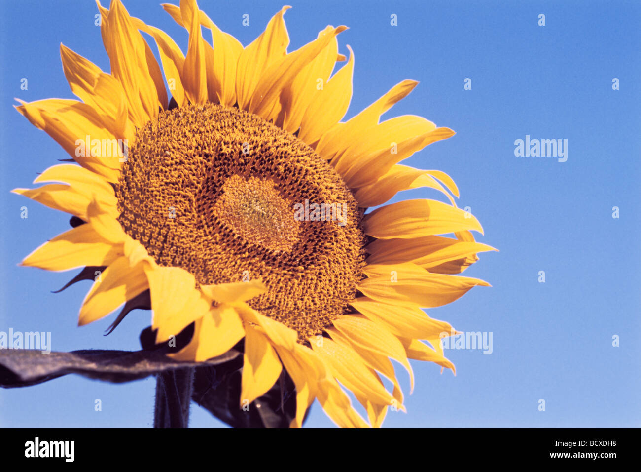 closeup with beautiful sunflower in summer season Stock Photo - Alamy