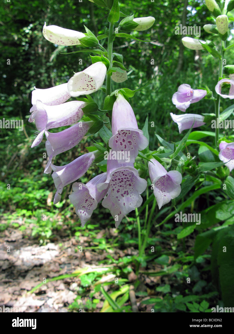 The Foxglove. British native. Wayne Ramshaw Stock Photo - Alamy