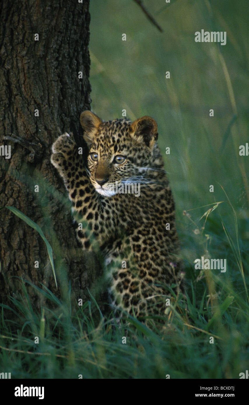 panthera pardus / leopard Stock Photo - Alamy
