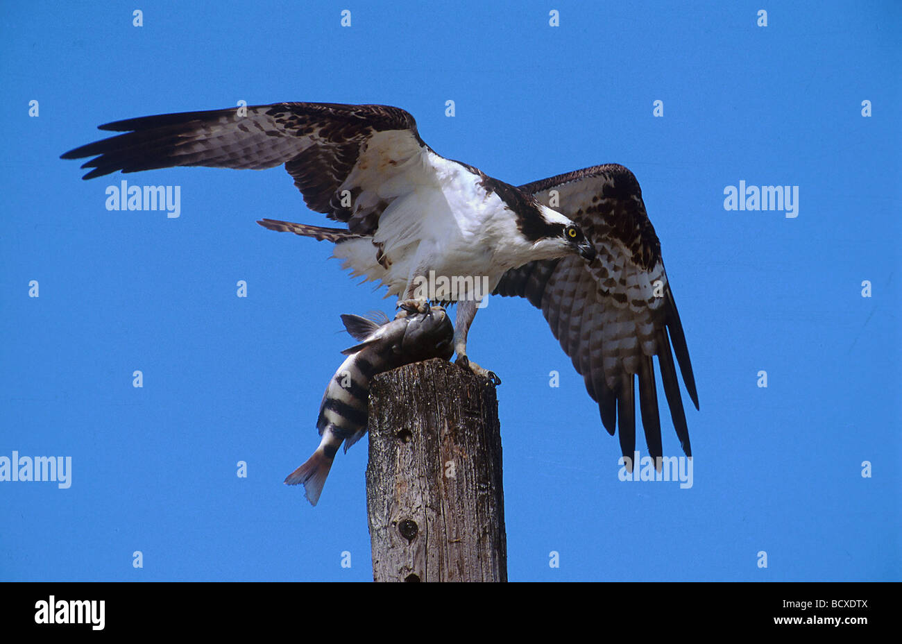 Hawk fishes hi-res stock photography and images - Alamy