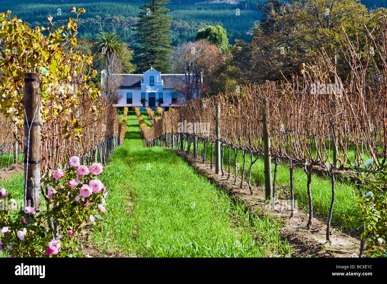 A traditional Cape Dutch homestead on a wine farm called ...
