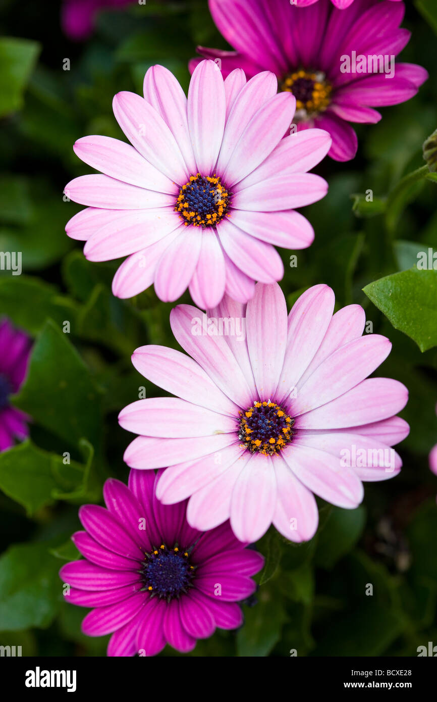 China beijing chrysanthemum hi-res stock photography and images - Alamy