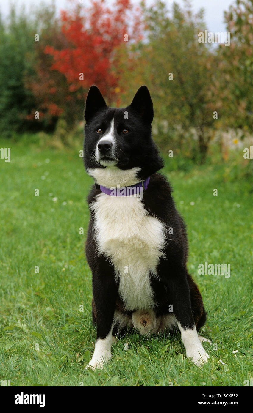 Karelian Bear Dog